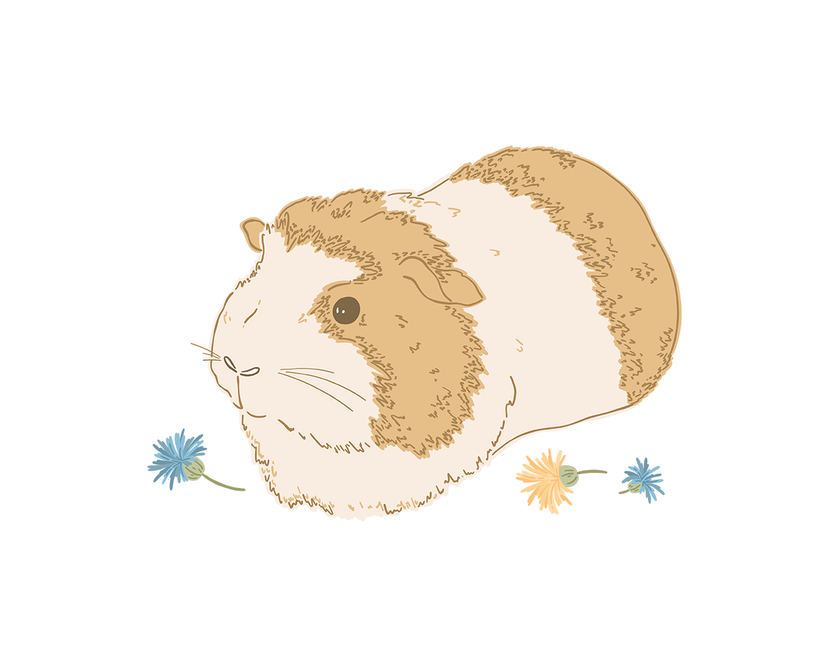 Products Piggie Parcels Products Piggie Parcels